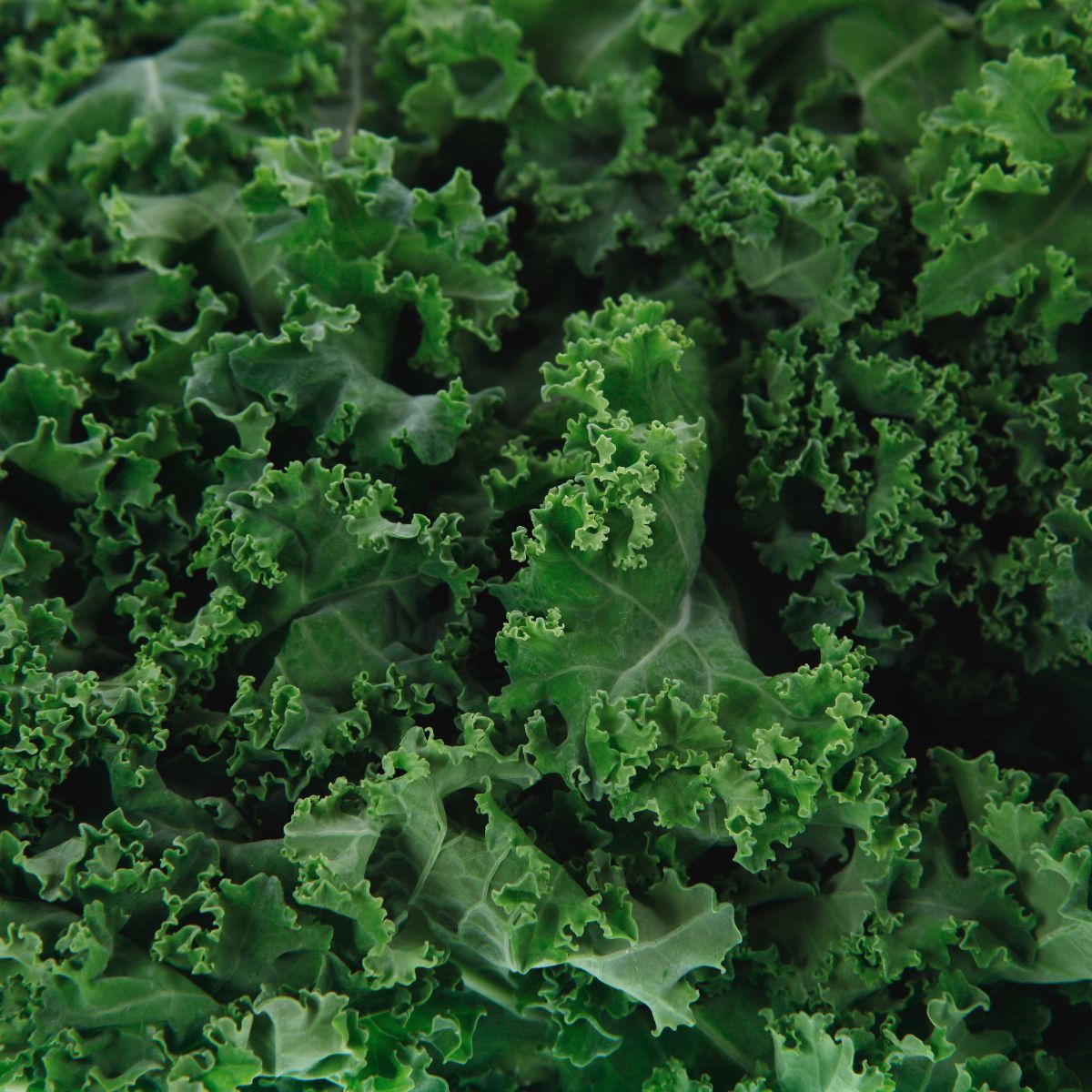 Benefits of Kale - The Daniel Fast
